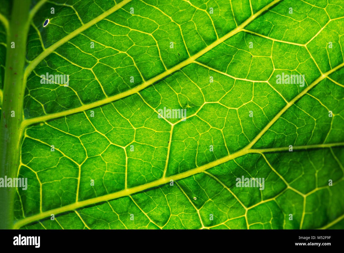 Vegetative structures hi-res stock photography and images - Alamy
