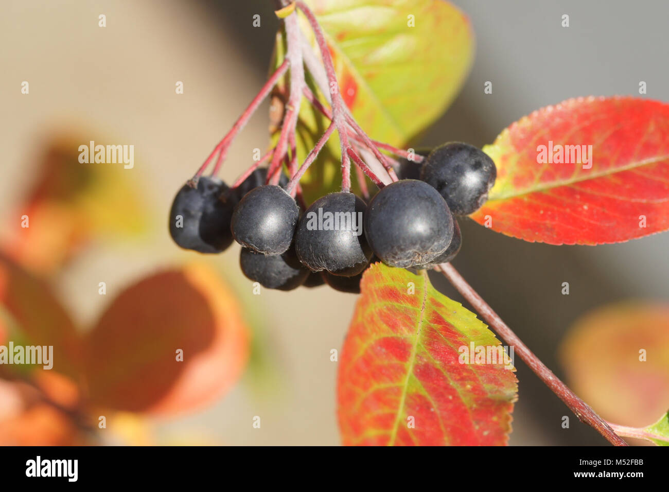 Aronia melanocarpa, chokeberry Stock Photo - Alamy