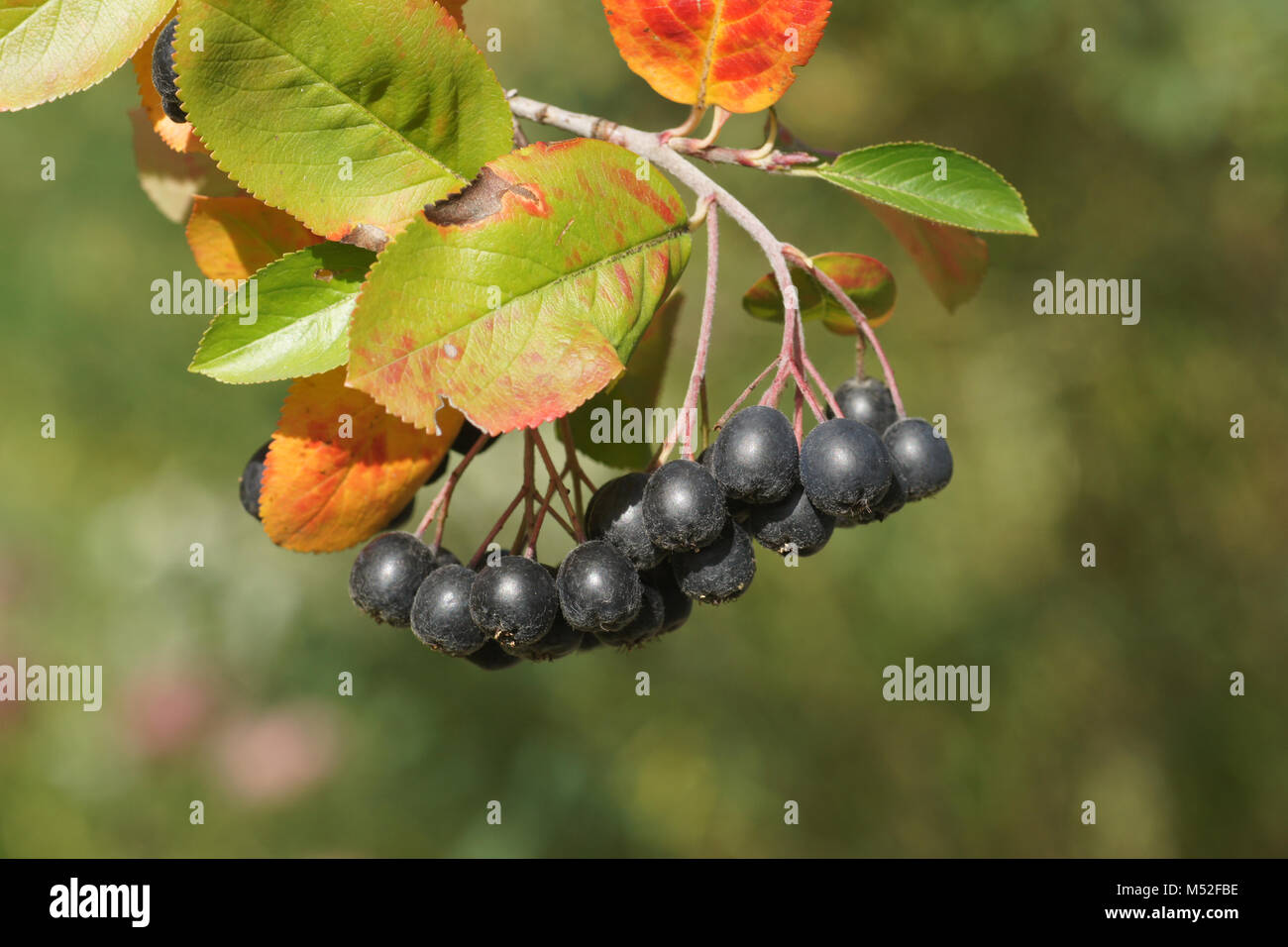 Aronia melanocarpa, chokeberry Stock Photo - Alamy