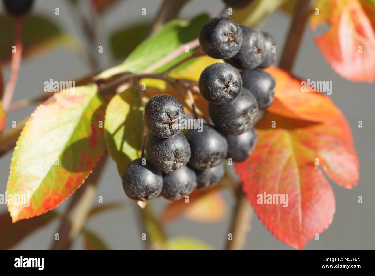 Aronia melanocarpa, chokeberry Stock Photo - Alamy