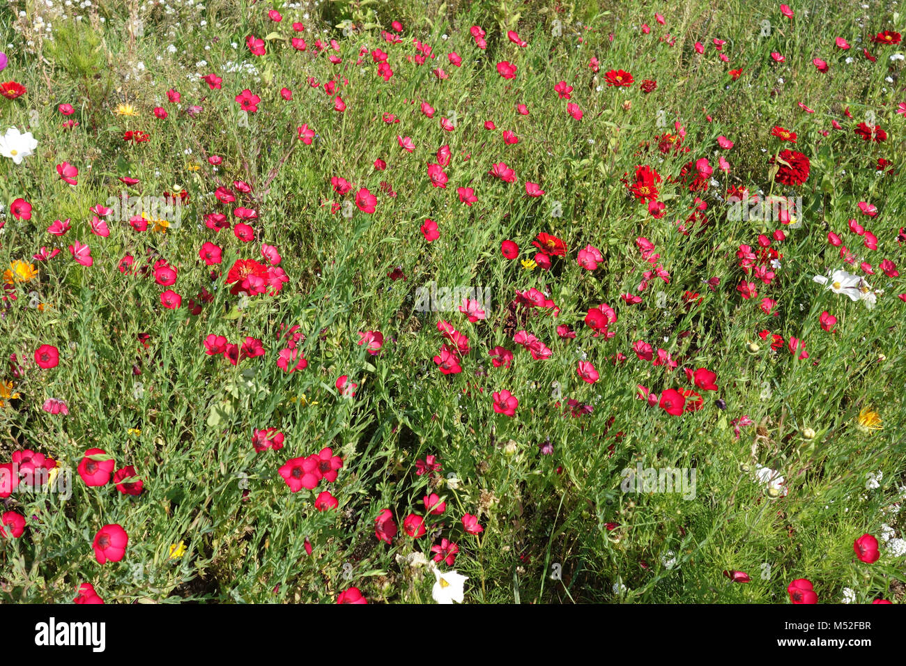 Linum grandiflorum, red flax Stock Photo - Alamy