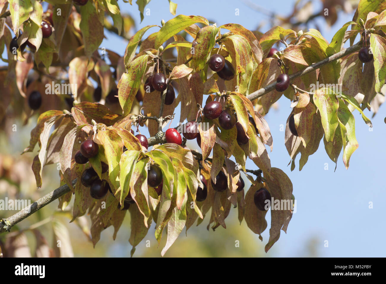 Cornus mas shrub hi-res stock photography and images - Alamy