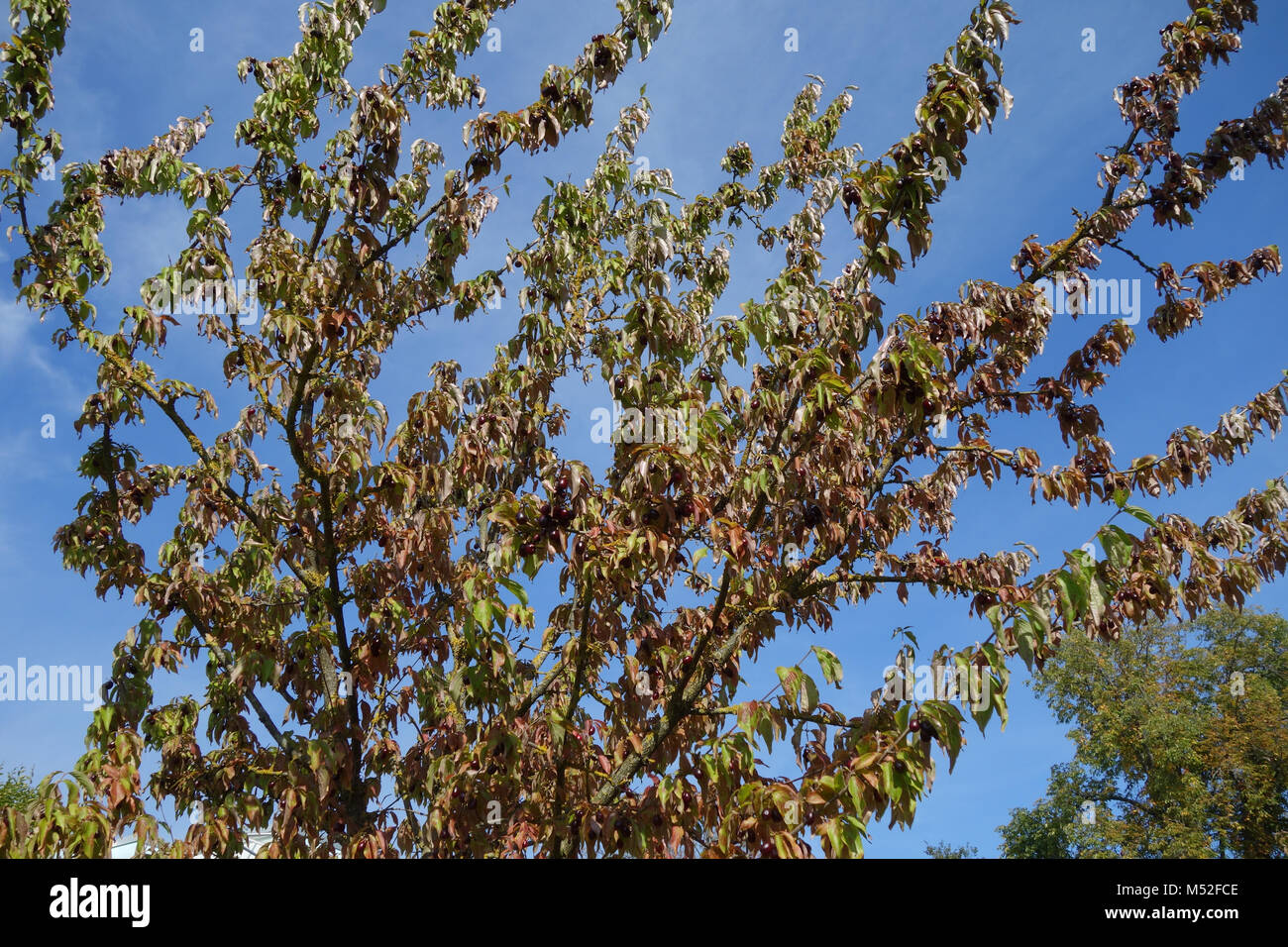 Cornel tree hi-res stock photography and images - Alamy