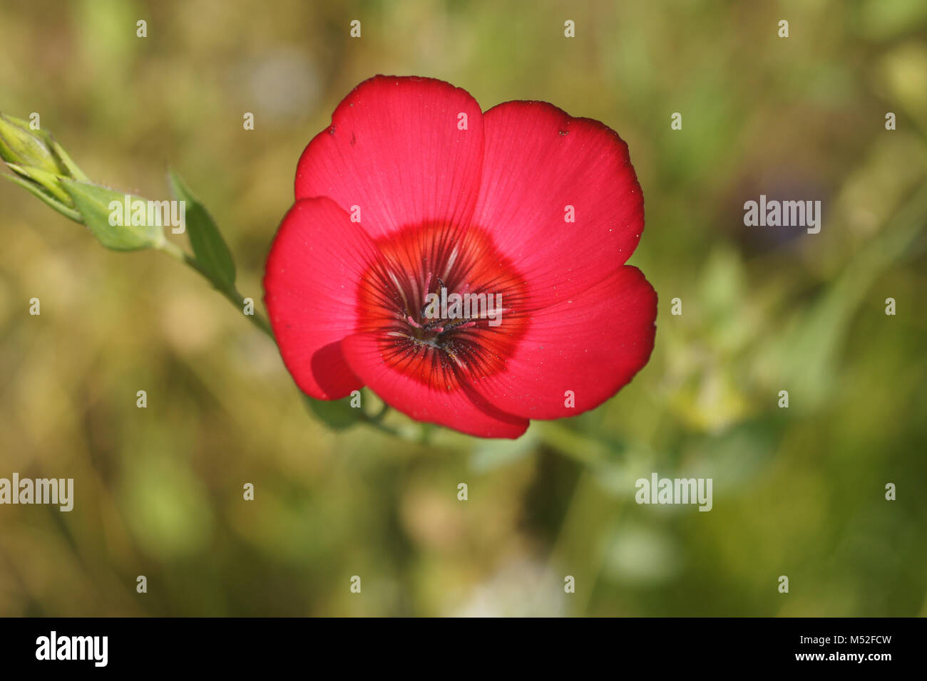 Linum grandiflorum, red flax Stock Photo - Alamy