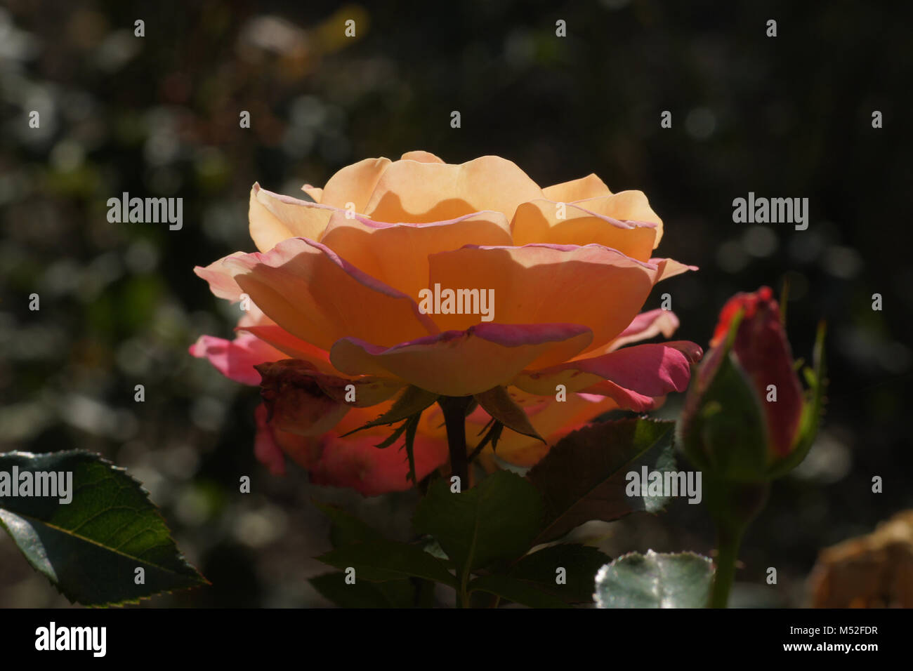 Rosa Inspiration, hybrid-rose Stock Photo - Alamy