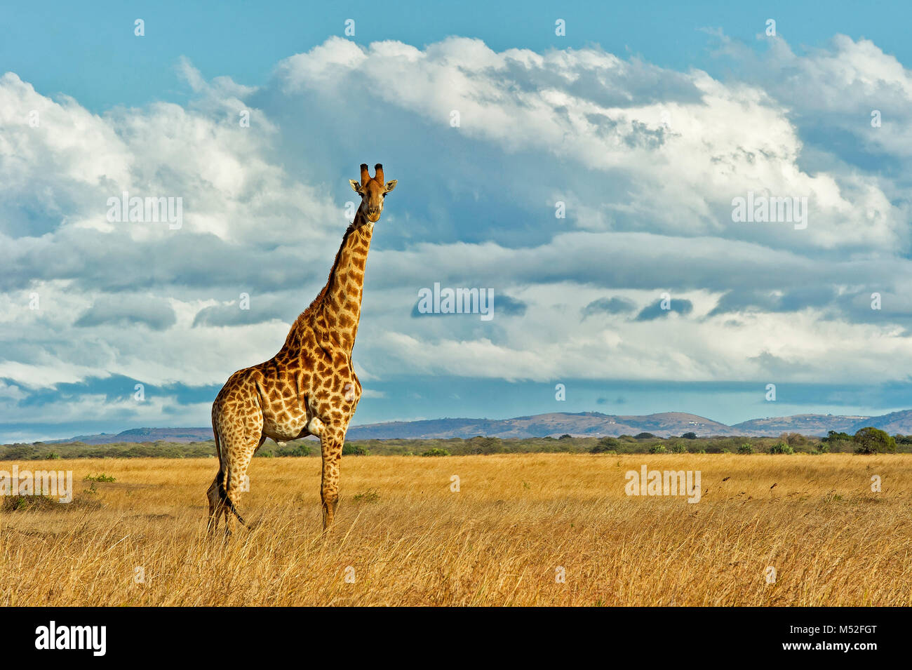 Bull giraffe hi-res stock photography and images - Alamy