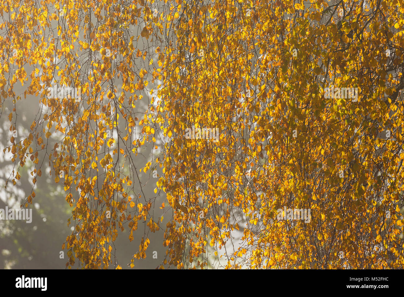 Birch branches with autumn colors Stock Photo - Alamy