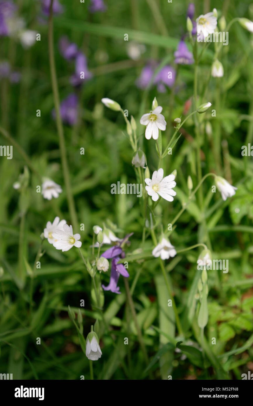 Campian hi-res stock photography and images - Alamy