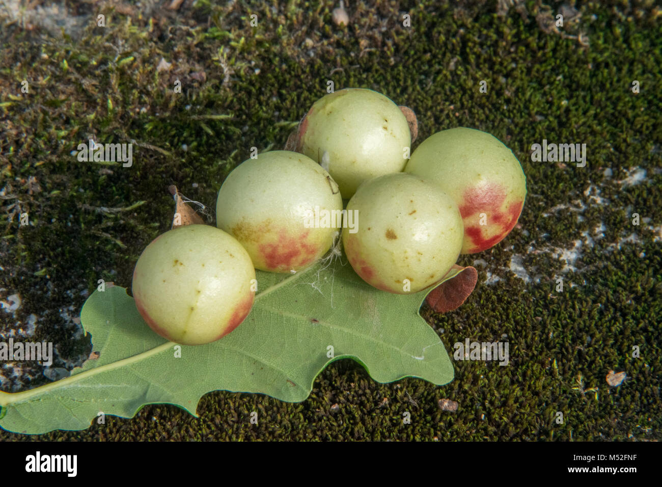 Oak apple hi-res stock photography and images - Alamy