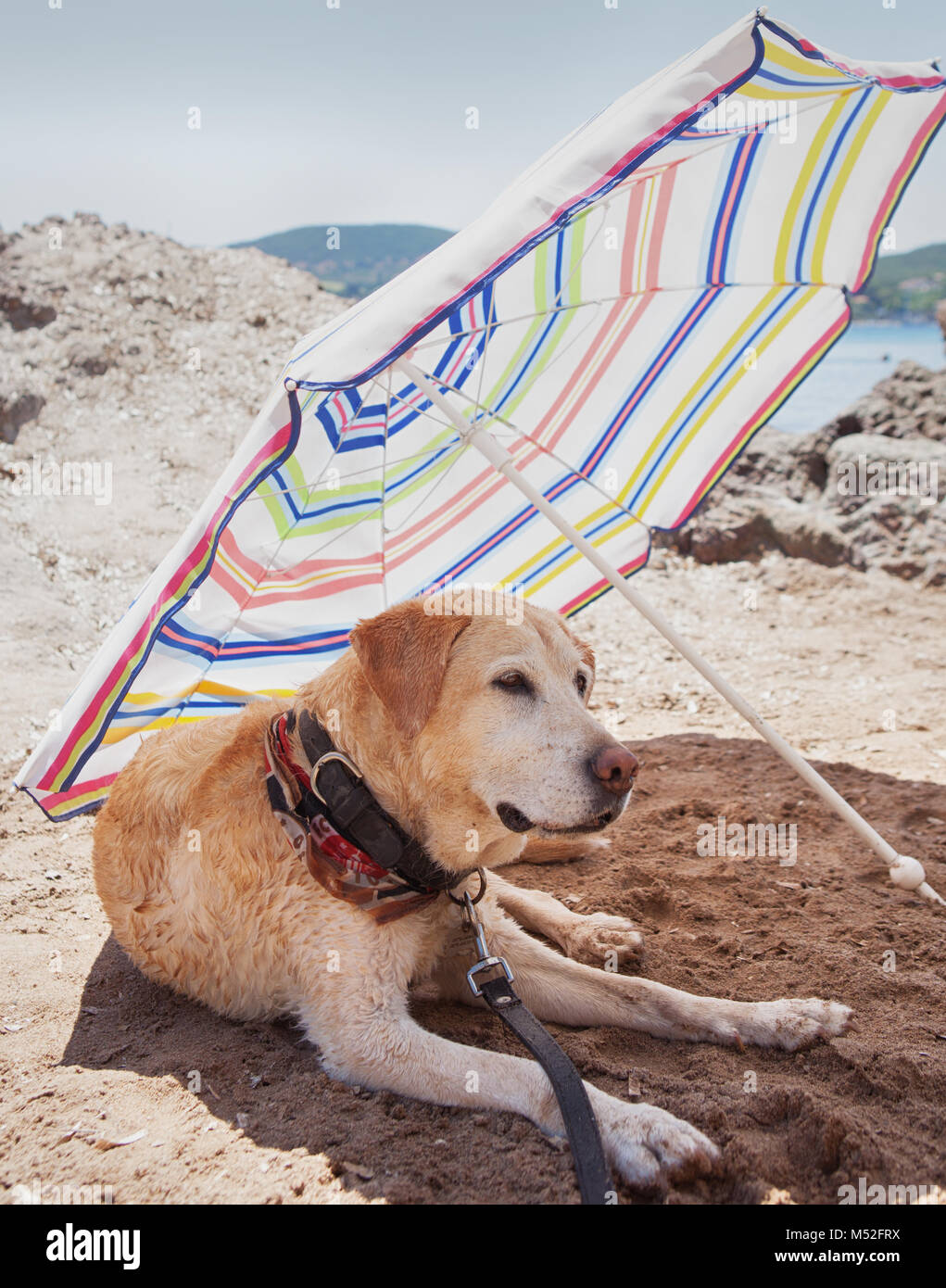 labrador at the beach Stock Photo - Alamy