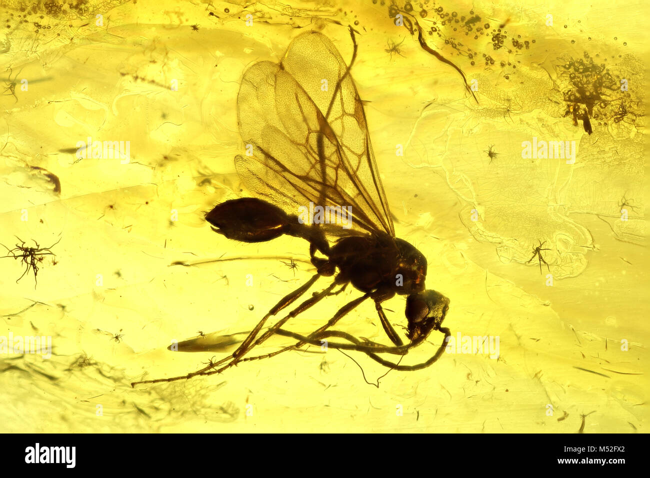 Winged Ant High Resolution Stock Photography and Images - Alamy