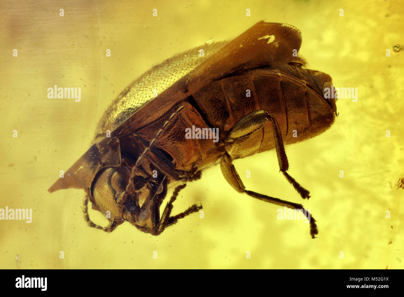 beetle imprisoned in baltic amber Stock Photo - Alamy