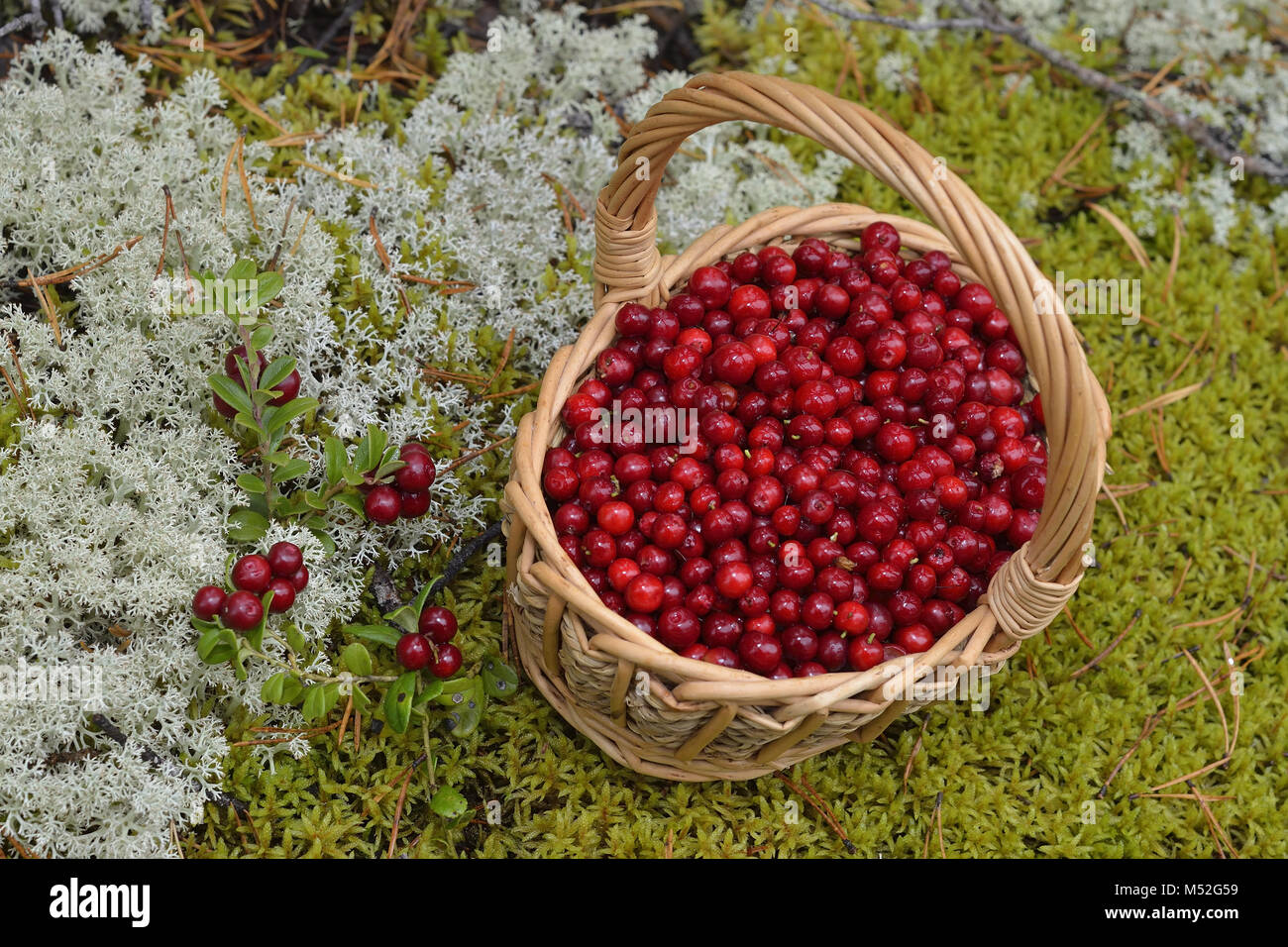 Lingonberry hi-res stock photography and images - Alamy
