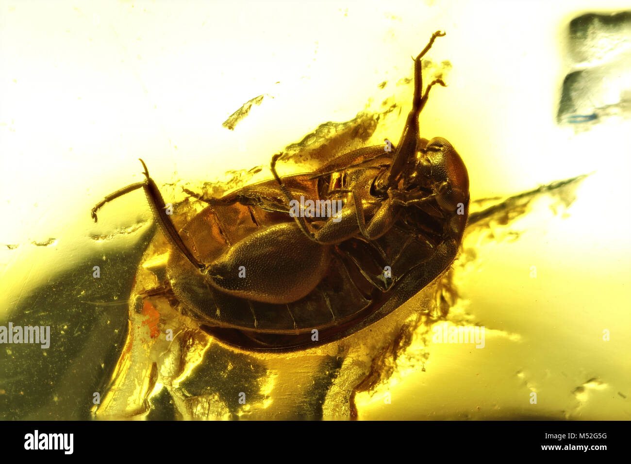 marsh beetle imprisoned in baltic amber Stock Photo - Alamy