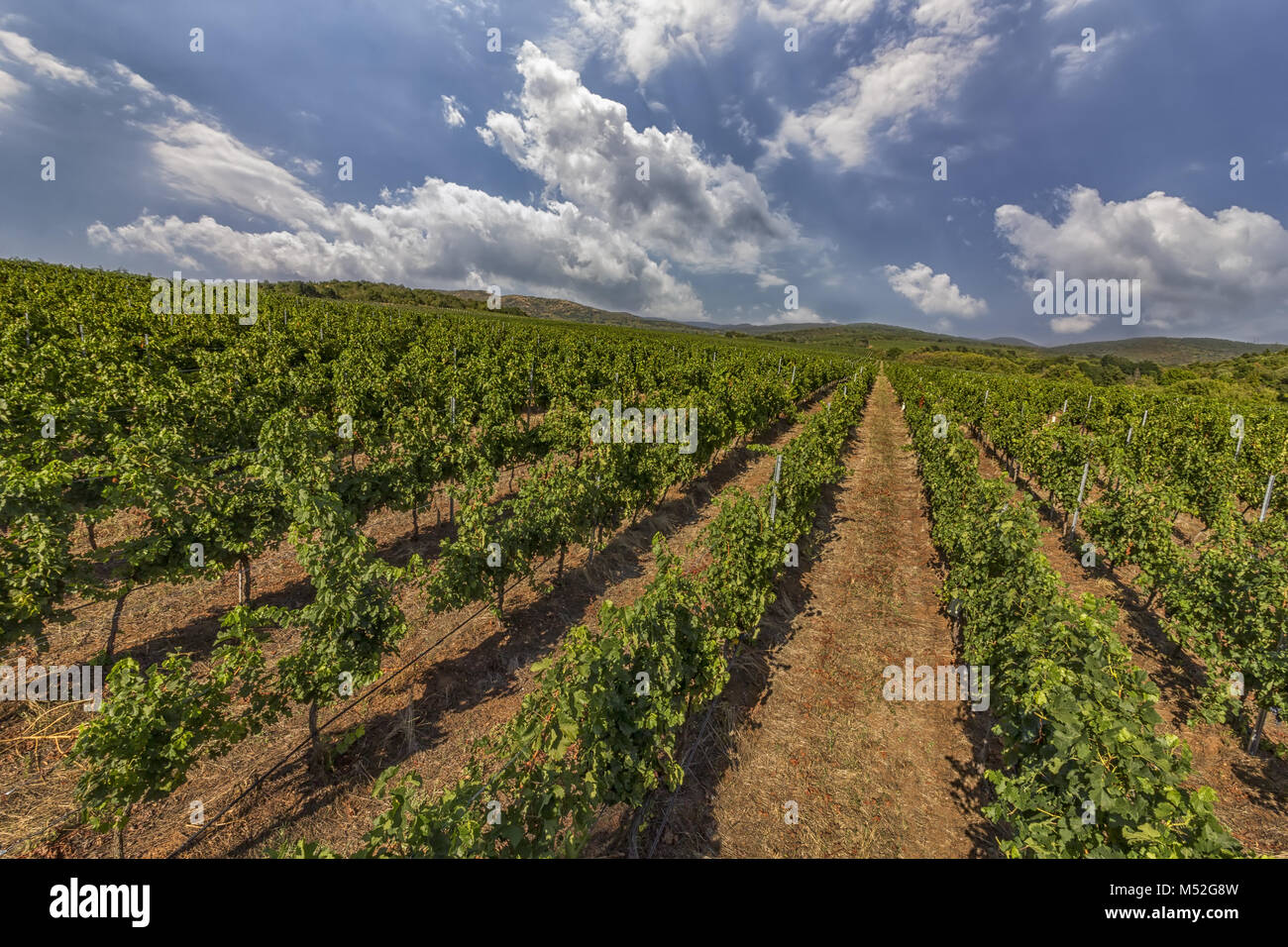 beautiful green vineyard Stock Photo - Alamy