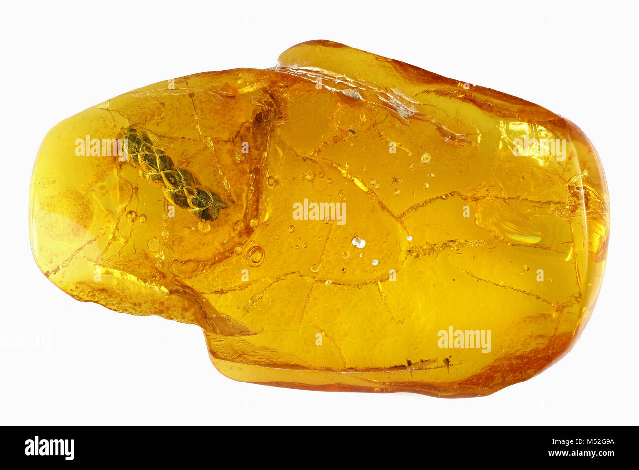 Baltic amber with thuja twig isolated on white background Stock Photo ...