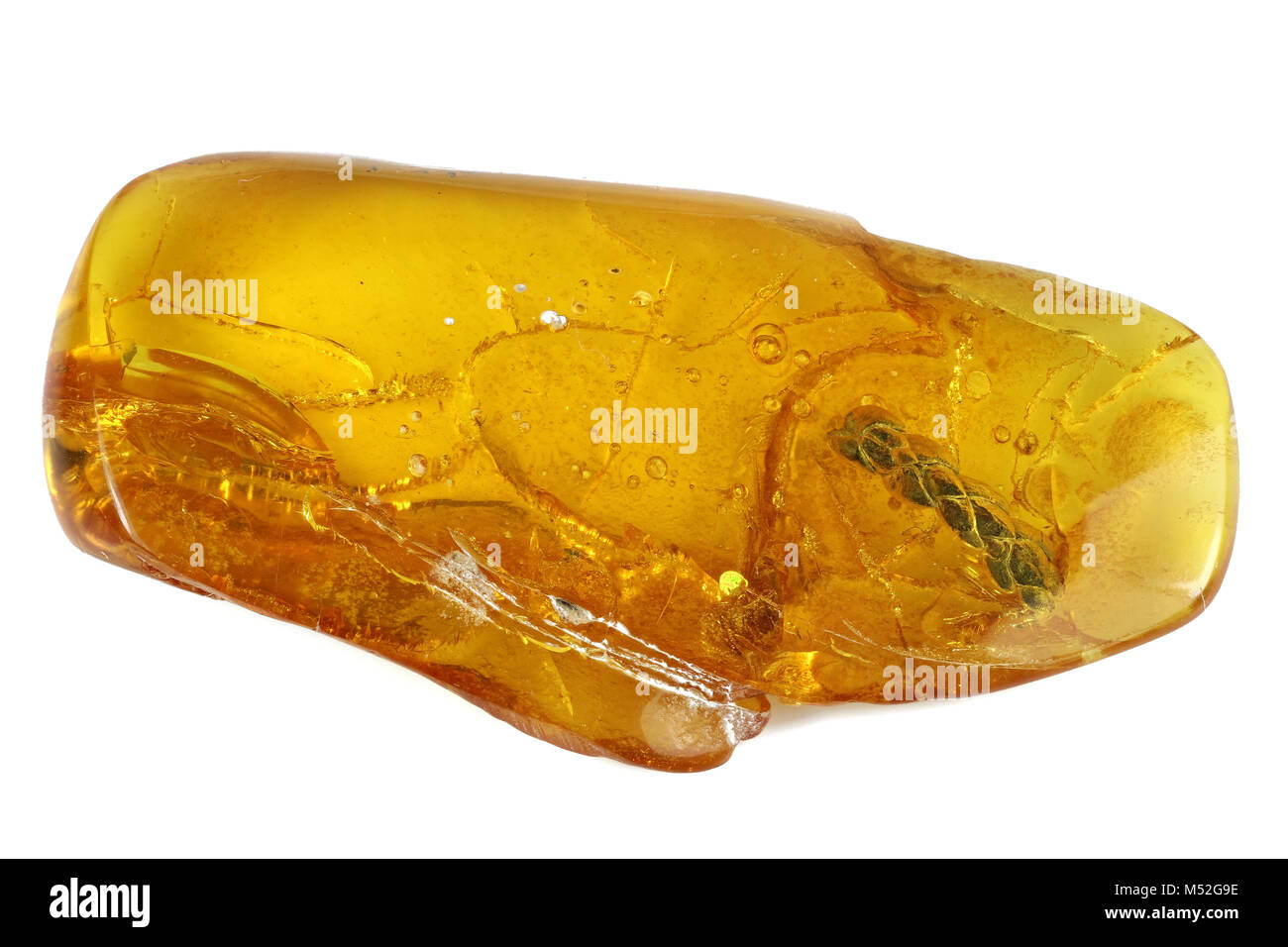 Baltic amber with thuja twig isolated on white background Stock Photo ...