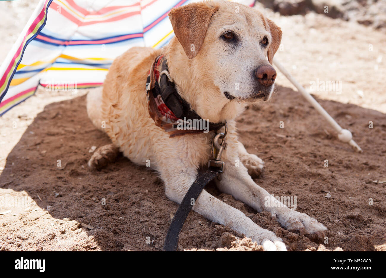 labrador at the beach Stock Photo - Alamy