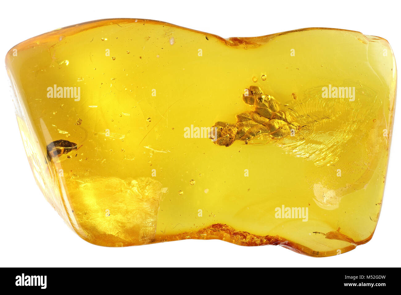 Baltic amber with thuja twig isolated on white background Stock Photo ...