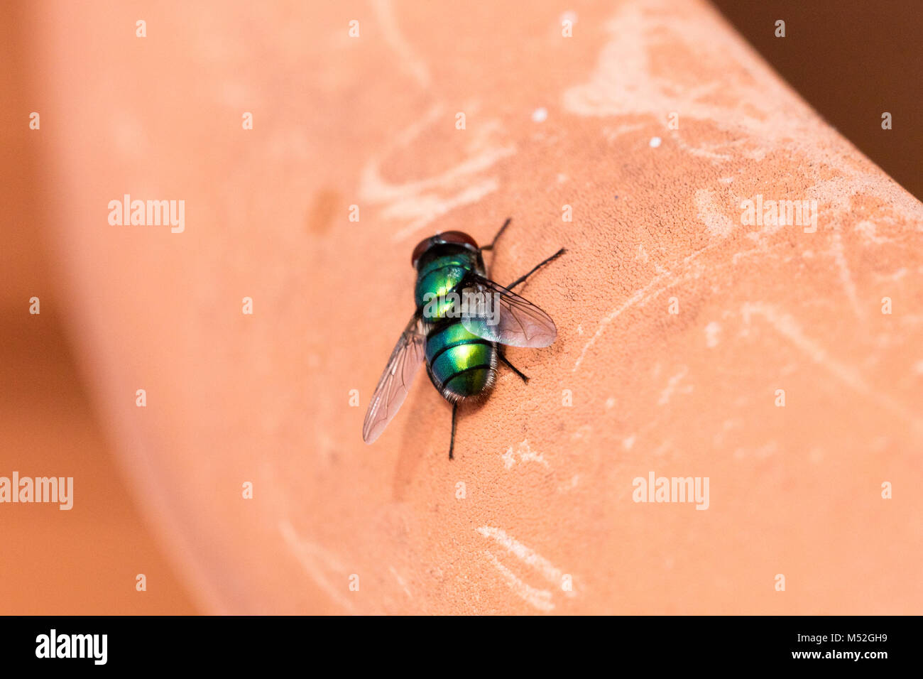 green fly isolated Stock Photo - Alamy