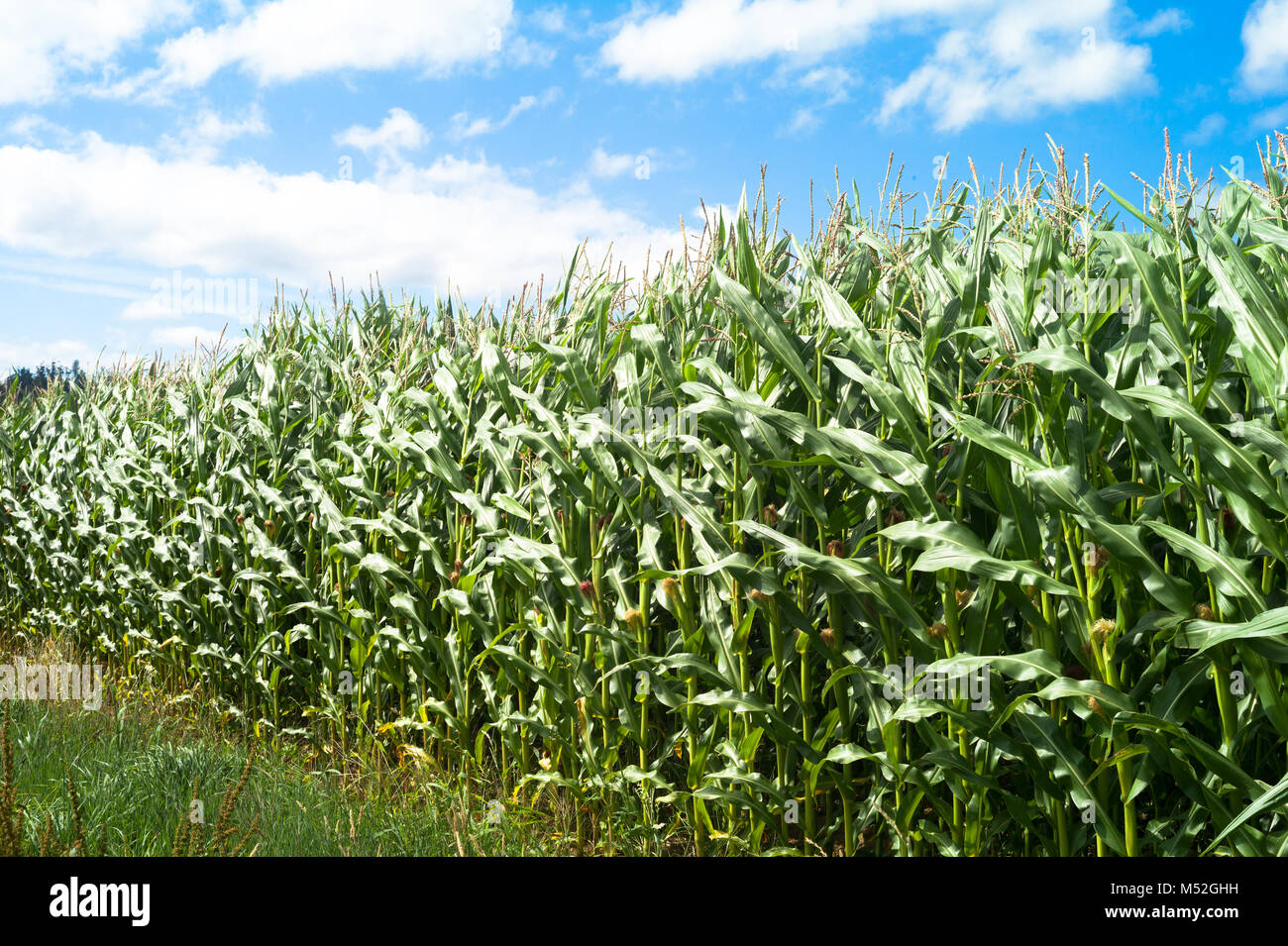 Fields of maize Stock Photo - Alamy