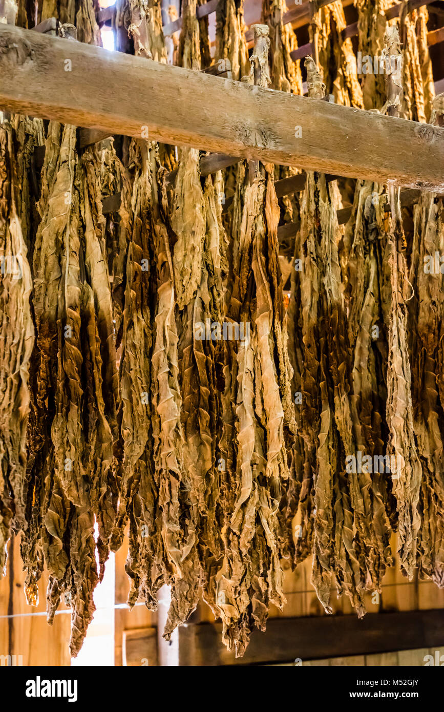 Shade growen tobacco curing hi-res stock photography and images - Alamy