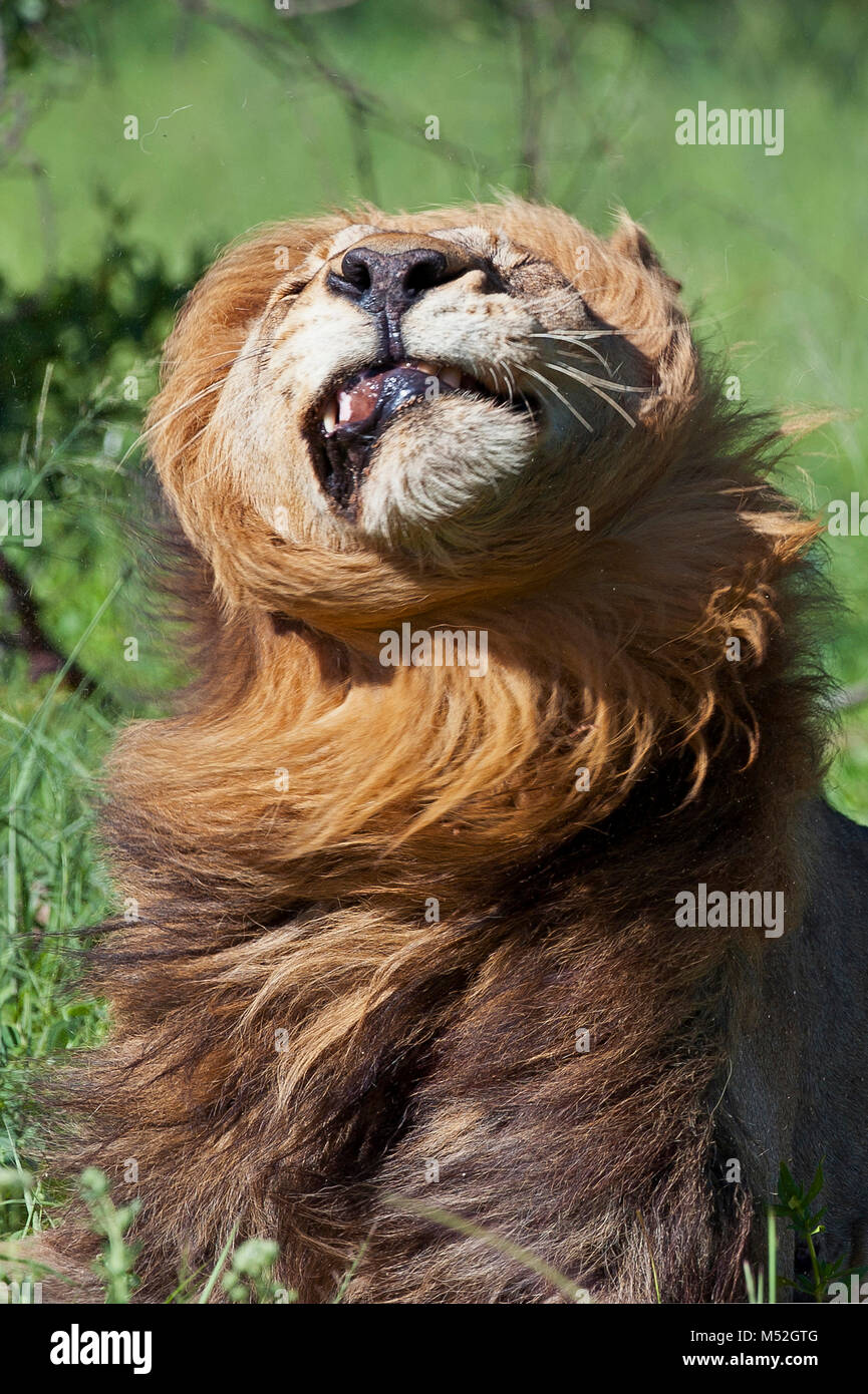 Male lion shaking his head Stock Photo - Alamy