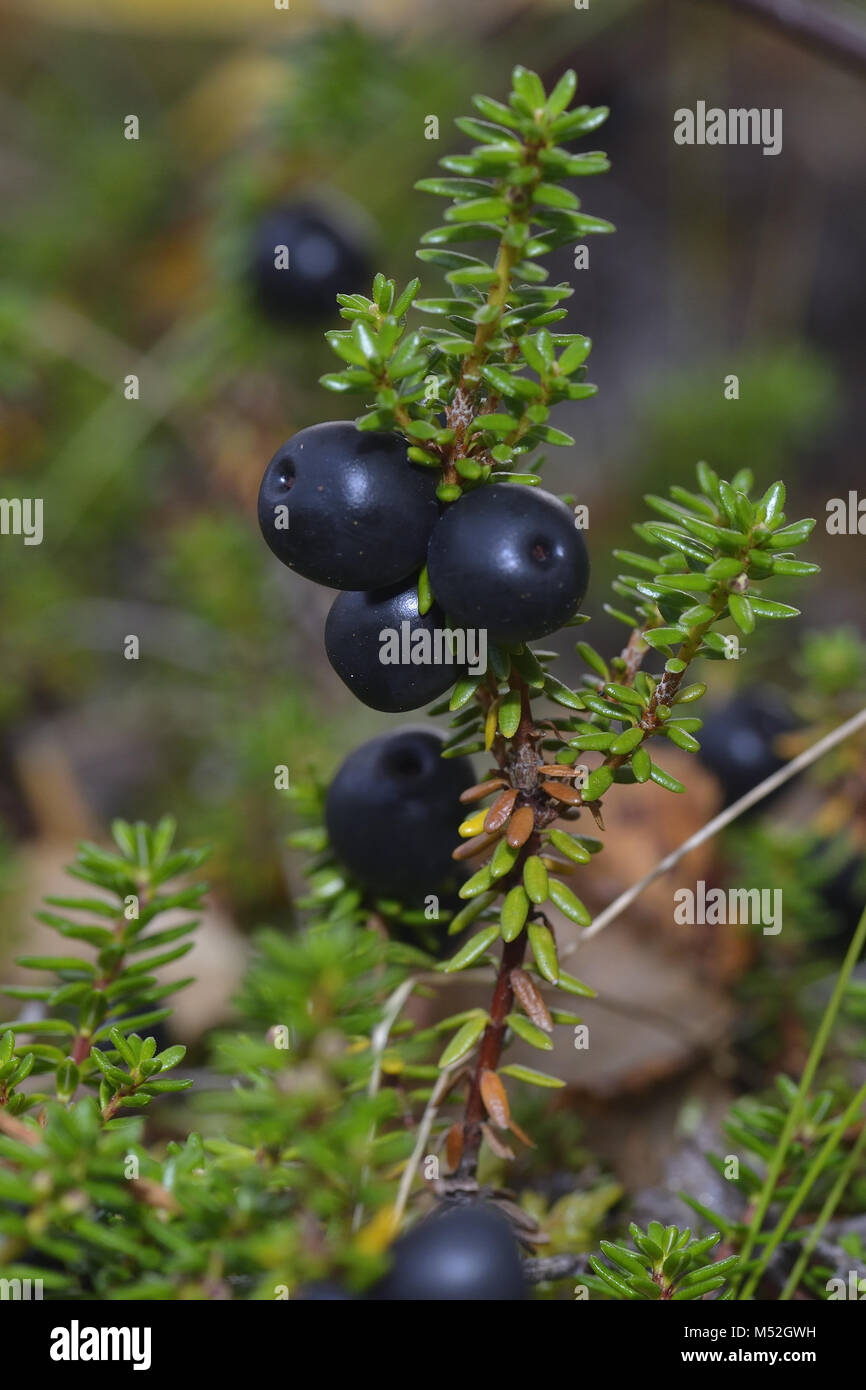 Empetrum hi-res stock photography and images - Alamy