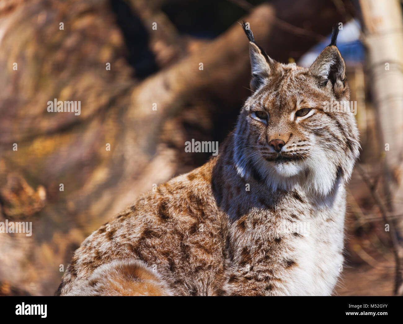 Lynx in hi-res stock photography and images - Alamy