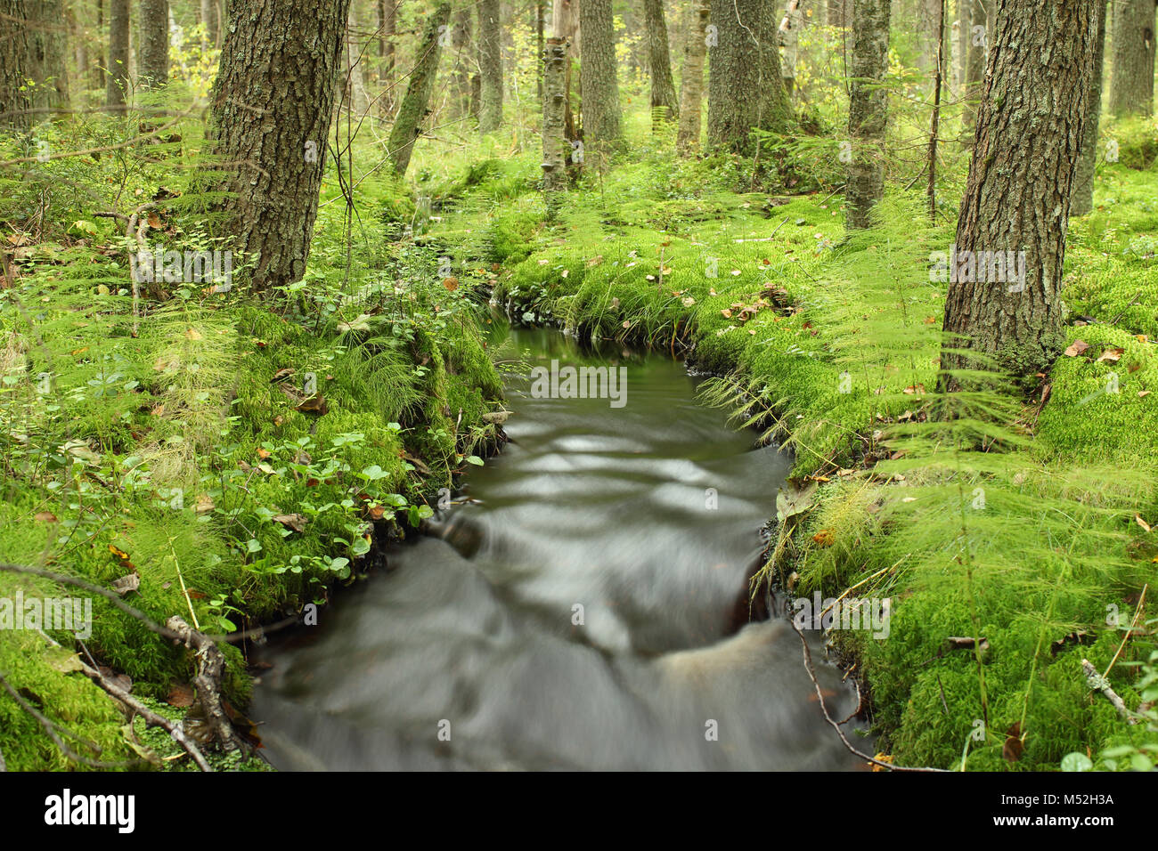 forest brook flows among the mighty trees Stock Photo - Alamy