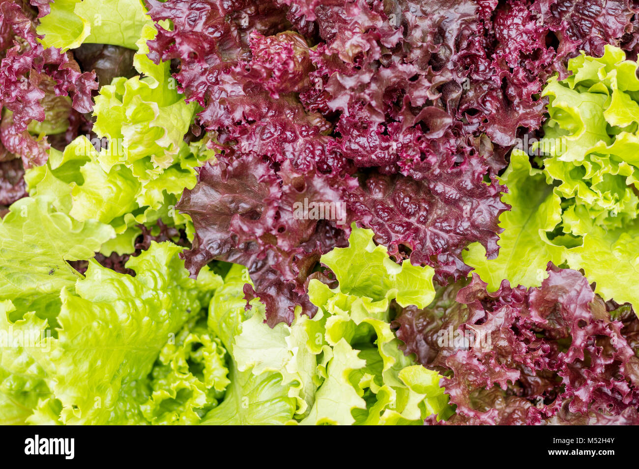 Lollo rosso lettuce hi-res stock photography and images - Alamy