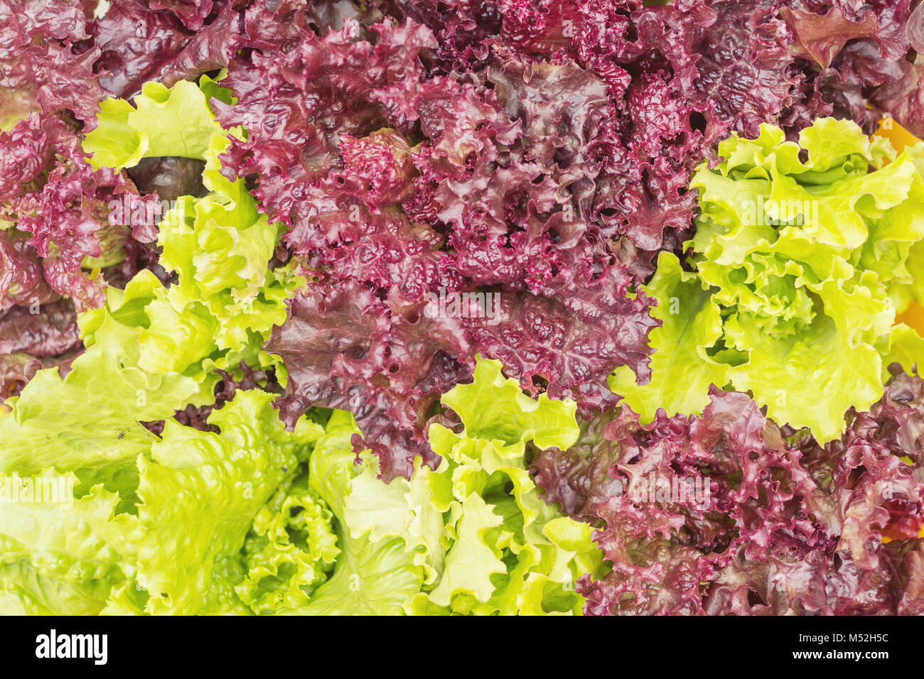 Lollo green lettuce hi-res stock photography and images - Alamy