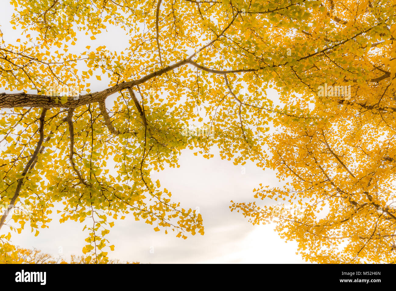 Ginkgo trees Autumn Stock Photo - Alamy