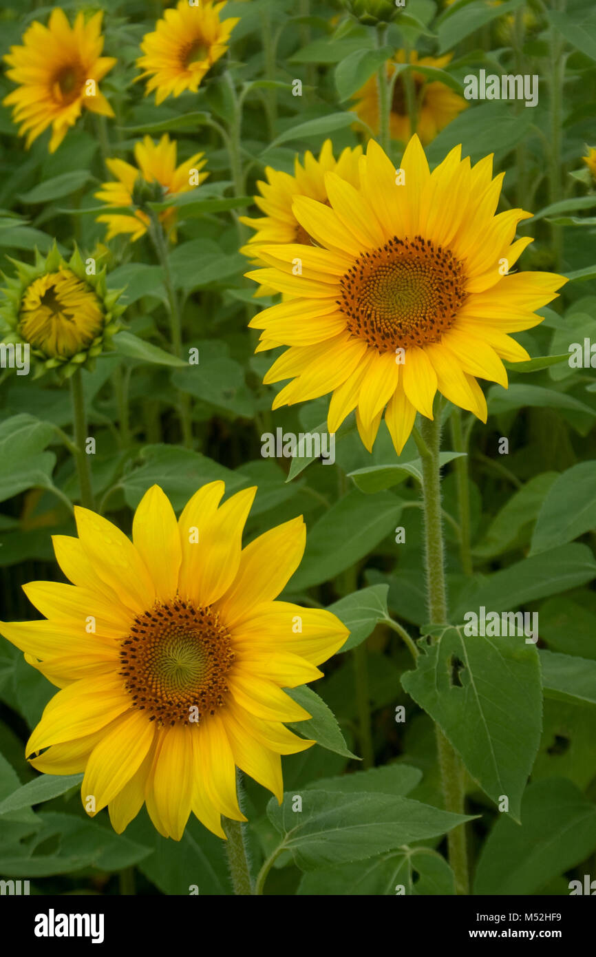 Two Stand out Sunflowers Stock Photo - Alamy