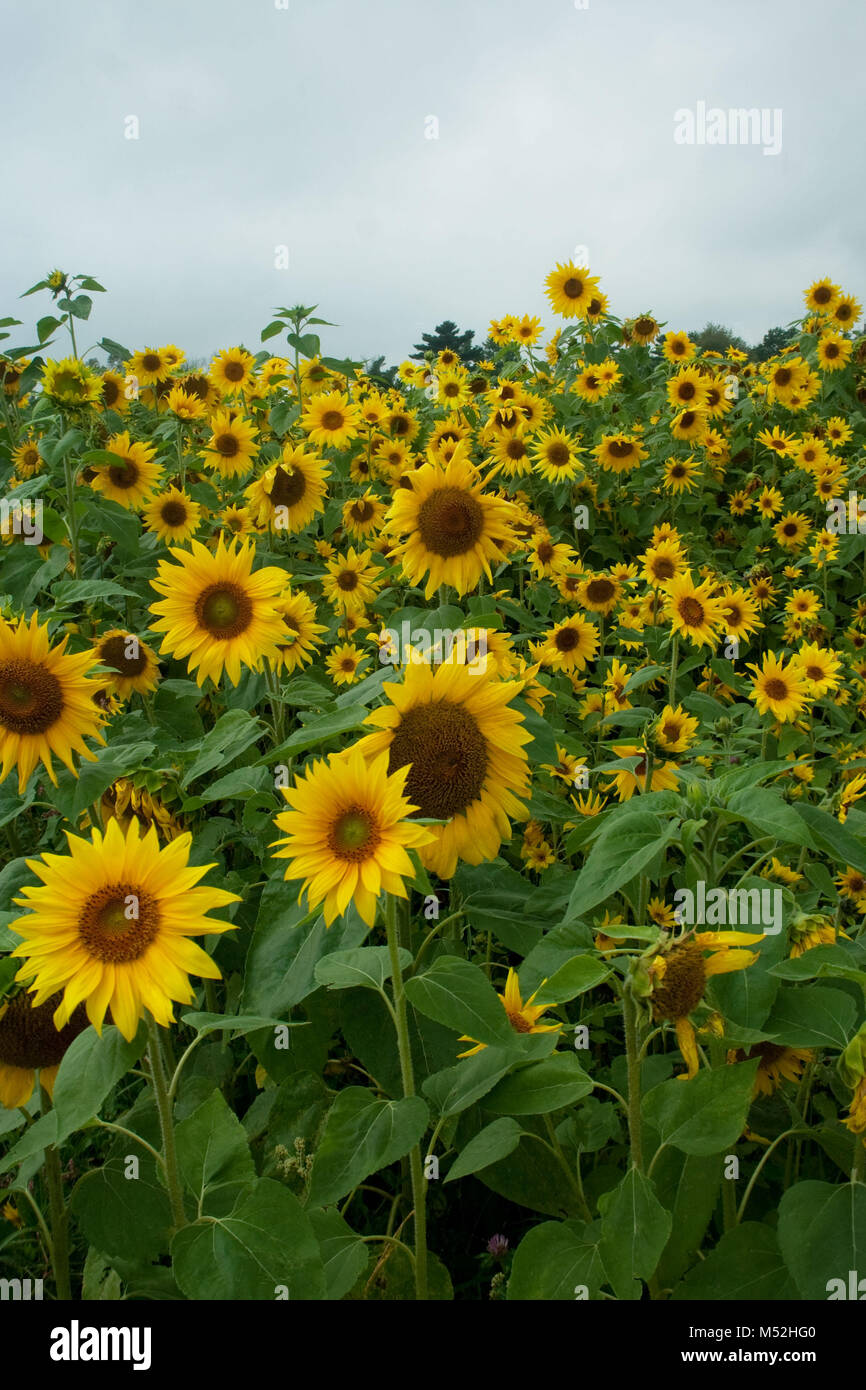 Beautiful sunflowers annual flowers hi-res stock photography and images ...
