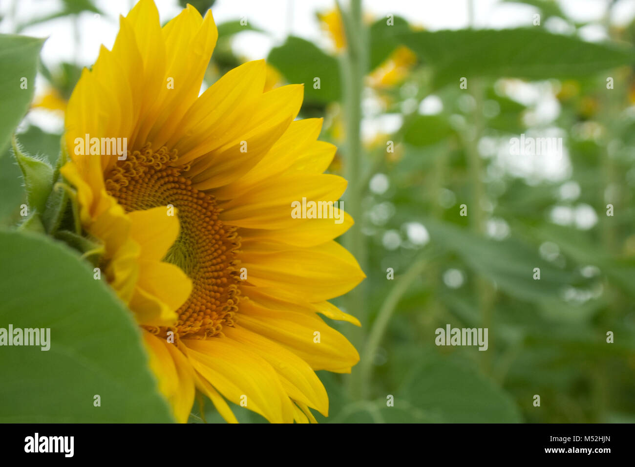 Close up Side View of Sunflower Stock Photo - Alamy