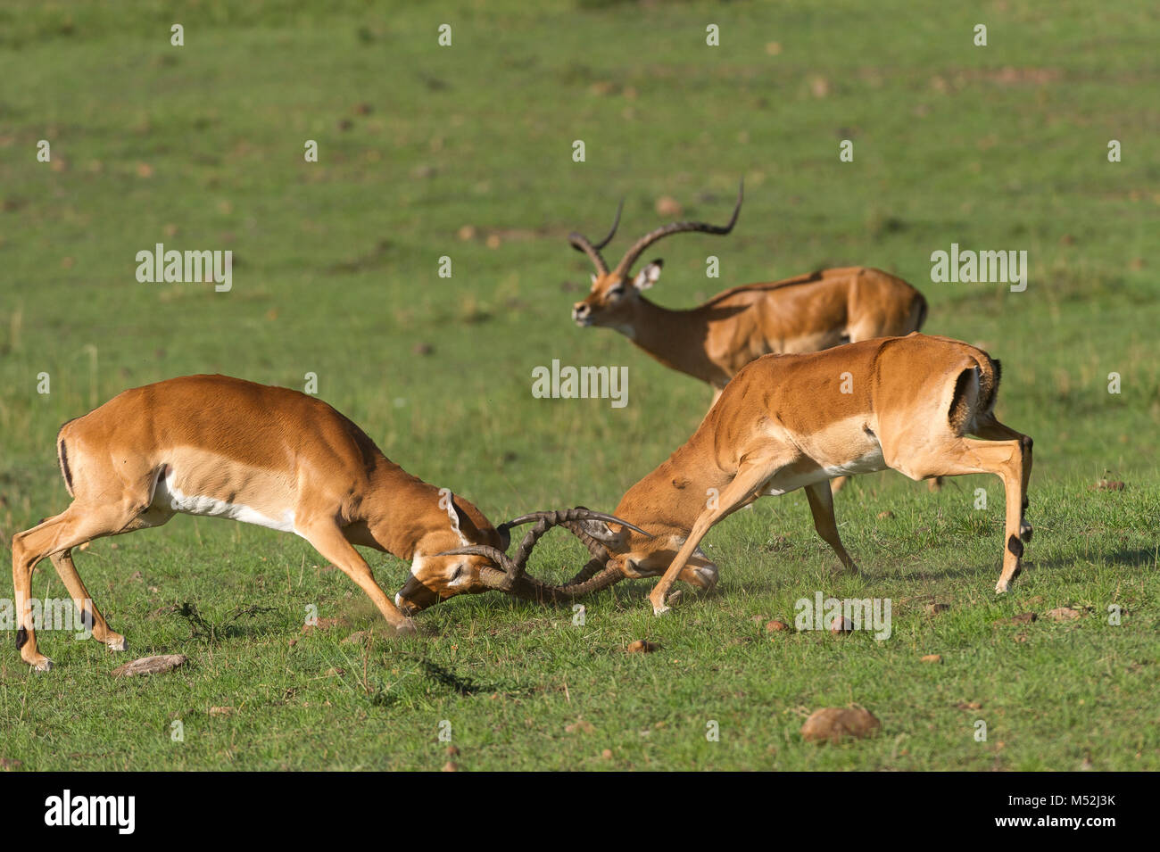 Rams fighting hi-res stock photography and images - Alamy