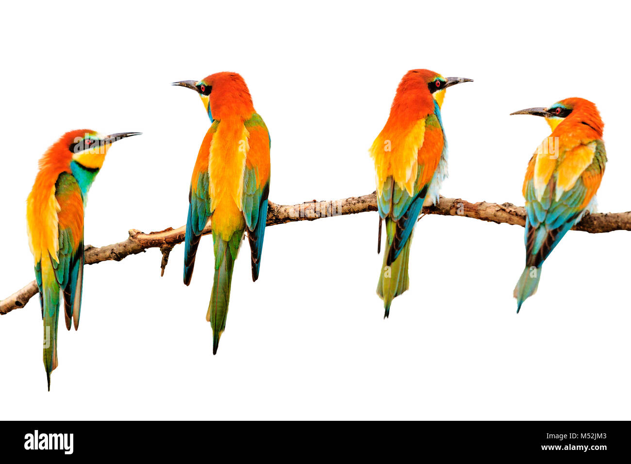 Bright sunlight birds hi-res stock photography and images - Alamy