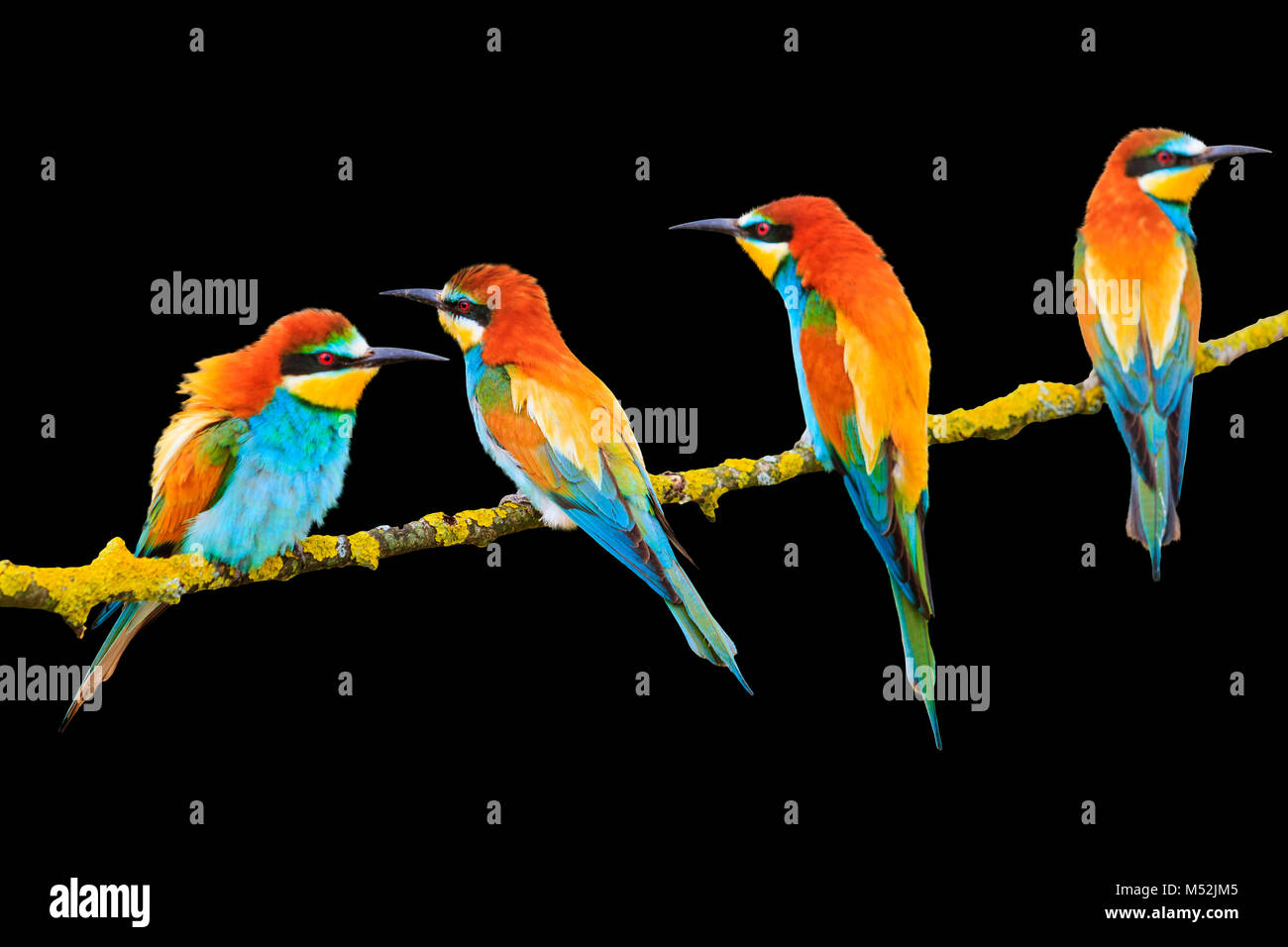 beautiful exotic birds isolated on black Stock Photo - Alamy