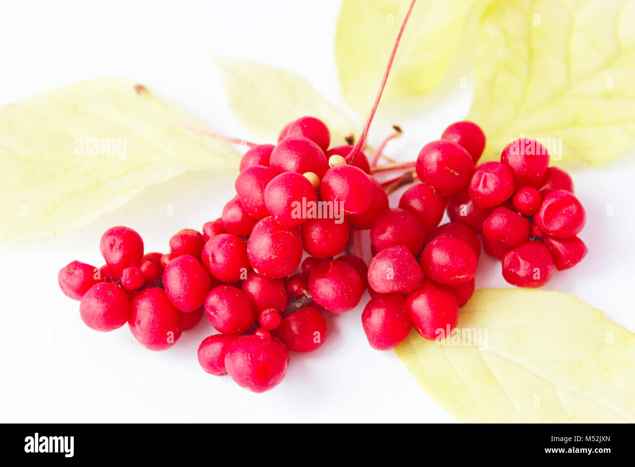 Fructus schisandrae hi-res stock photography and images - Alamy