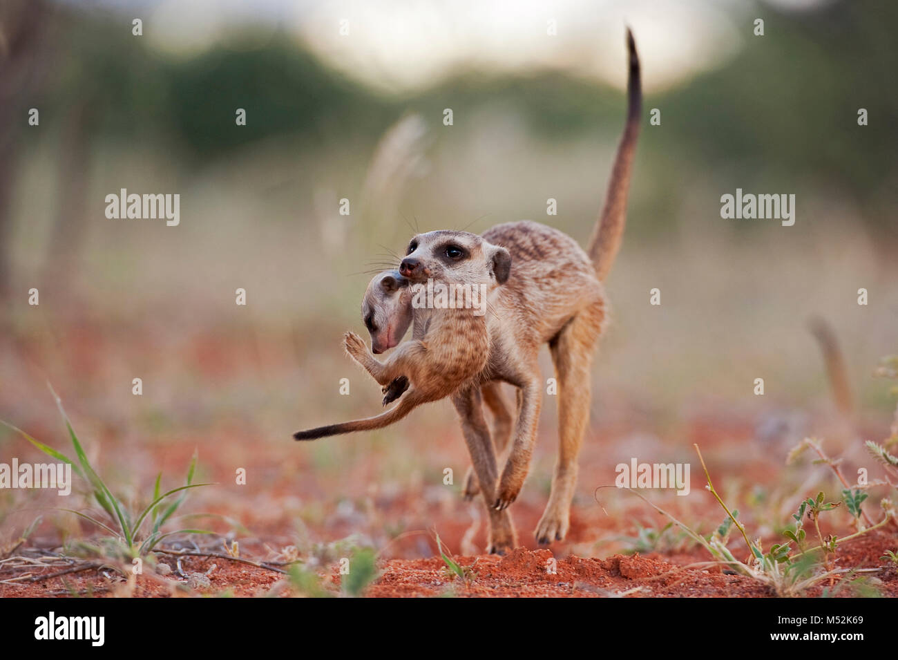 Meerkat mother carrying pup to safety Stock Photo - Alamy