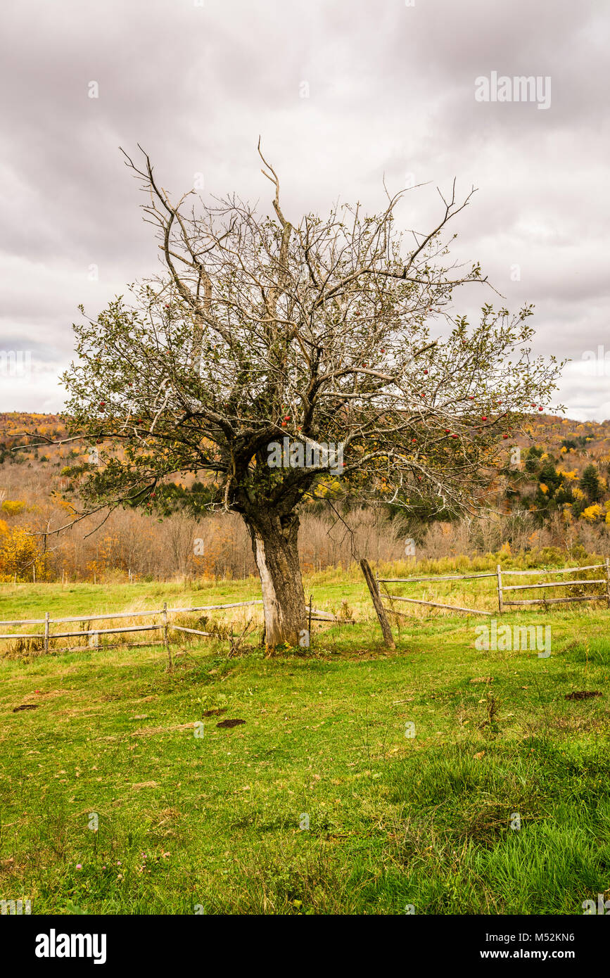 Rowlee hi-res stock photography and images - Alamy