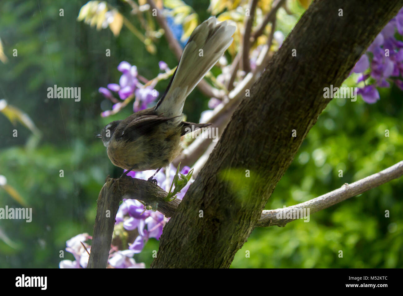 Fantail bird hi-res stock photography and images - Alamy