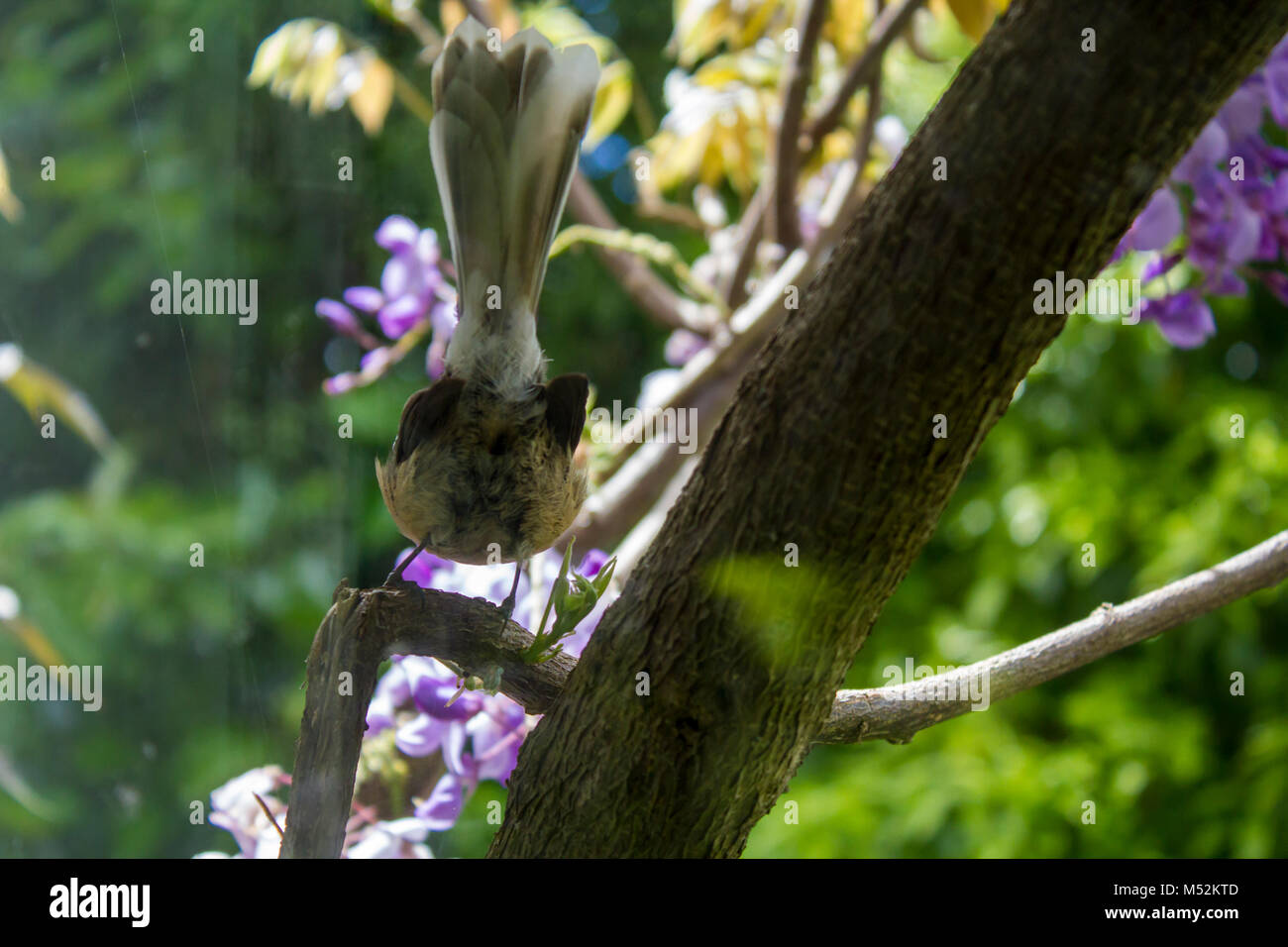 Piwakawaka Fantail on tree branch Stock Photo - Alamy