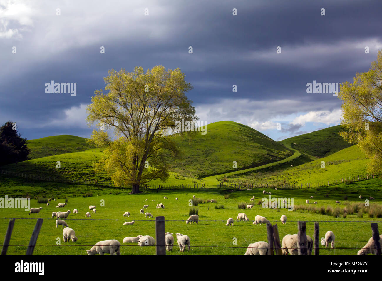 Green meadows with grazing sheep and dramatic cloudy sky Stock Photo ...