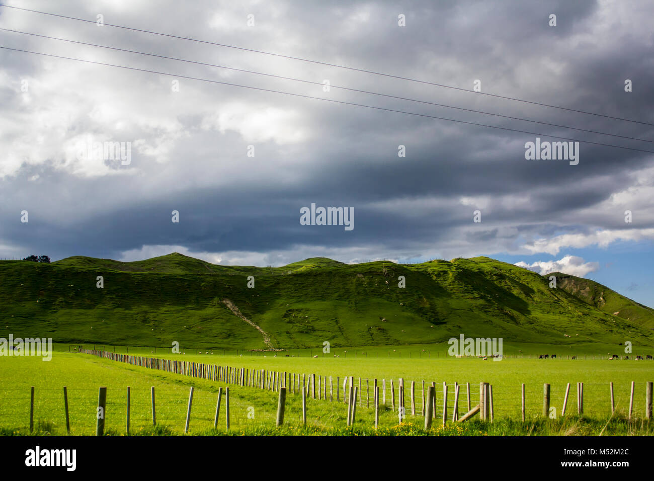 Stunning New Zealand landscape with sheep and cows grazing on vibrant ...