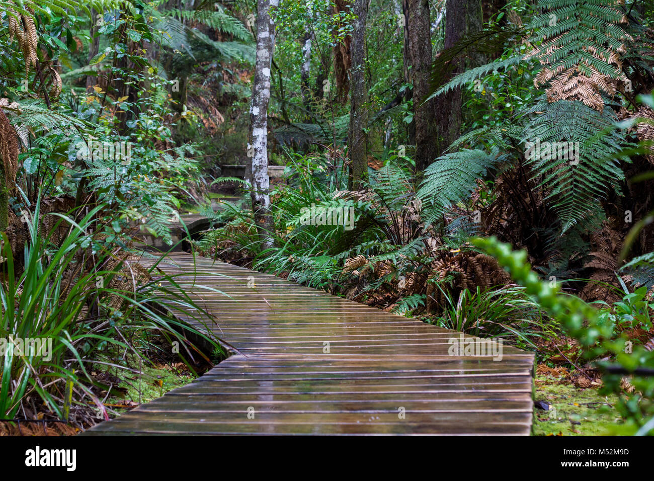 Lush New Zealand forest trail Stock Photo - Alamy