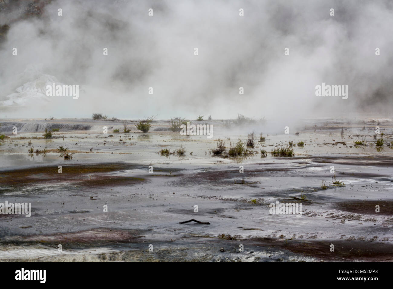 Geothermal activity, volcanic area and steam rising from terrace Stock ...