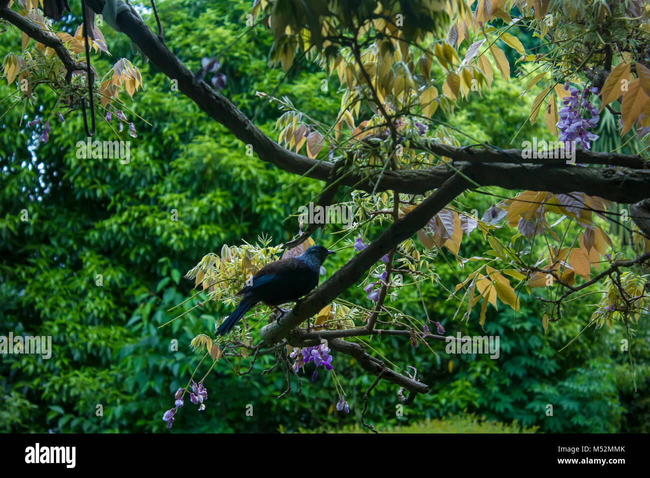 Tui bird hi-res stock photography and images - Alamy