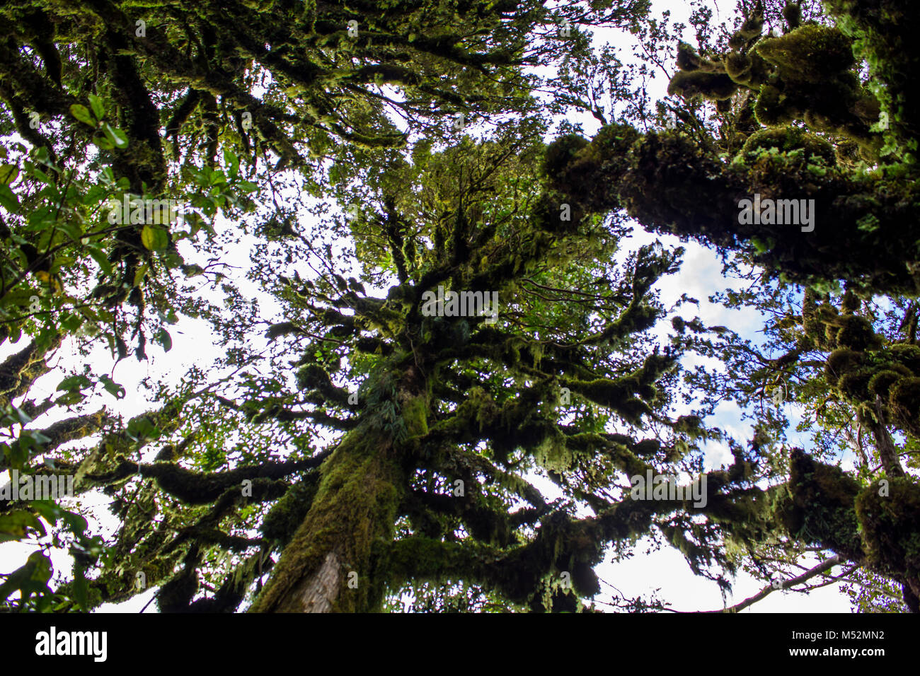 Old native trees new zealand hi-res stock photography and images - Alamy